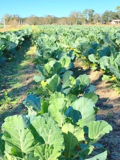 USDA GAP Program - NASDA