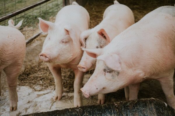 Animal Food Safety - NASDA
